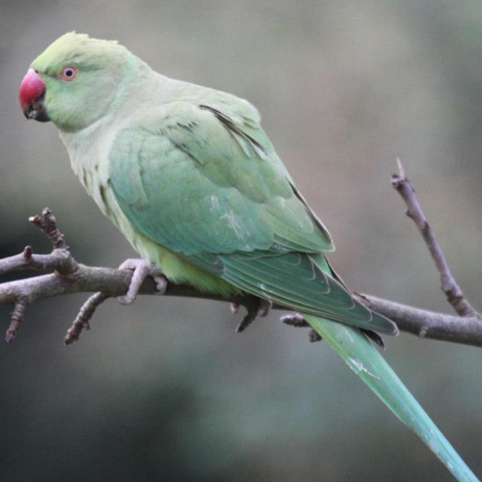 Rose Ring Neck Parrot